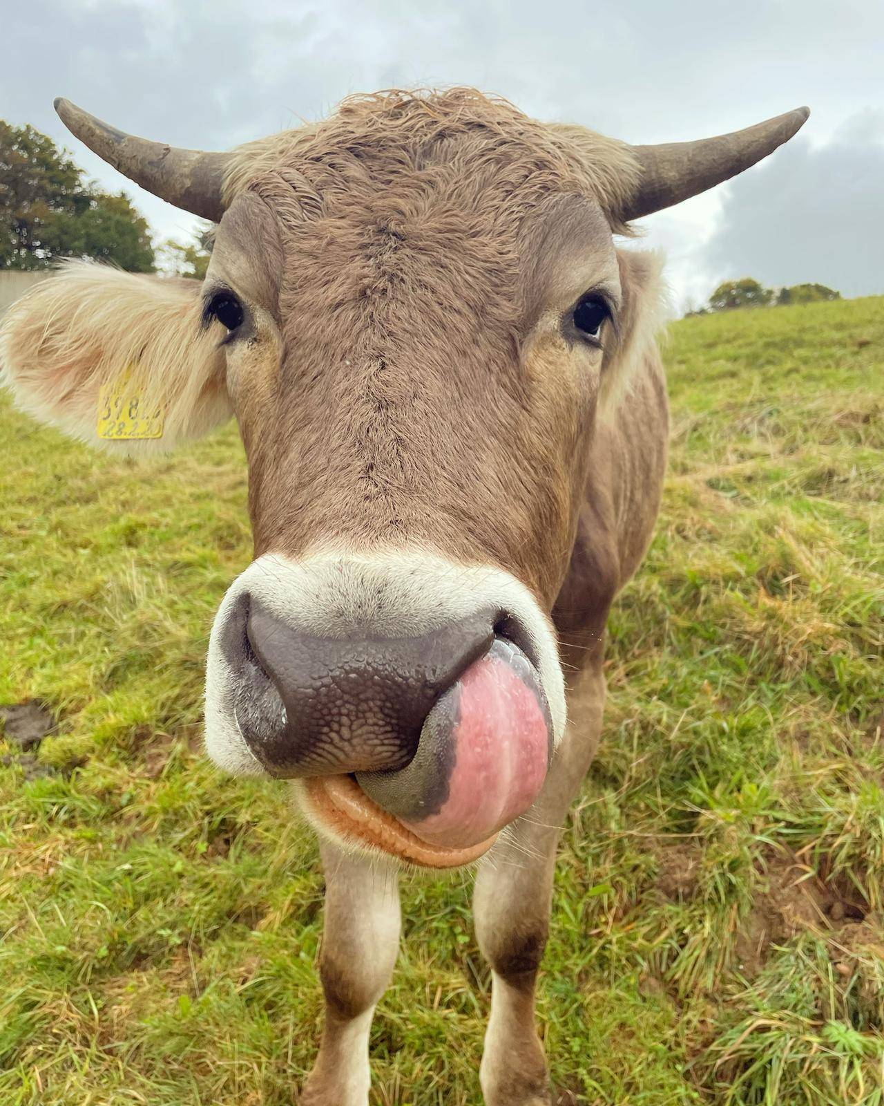 Helmut das Kalb - Lerne die Rinder kennen!